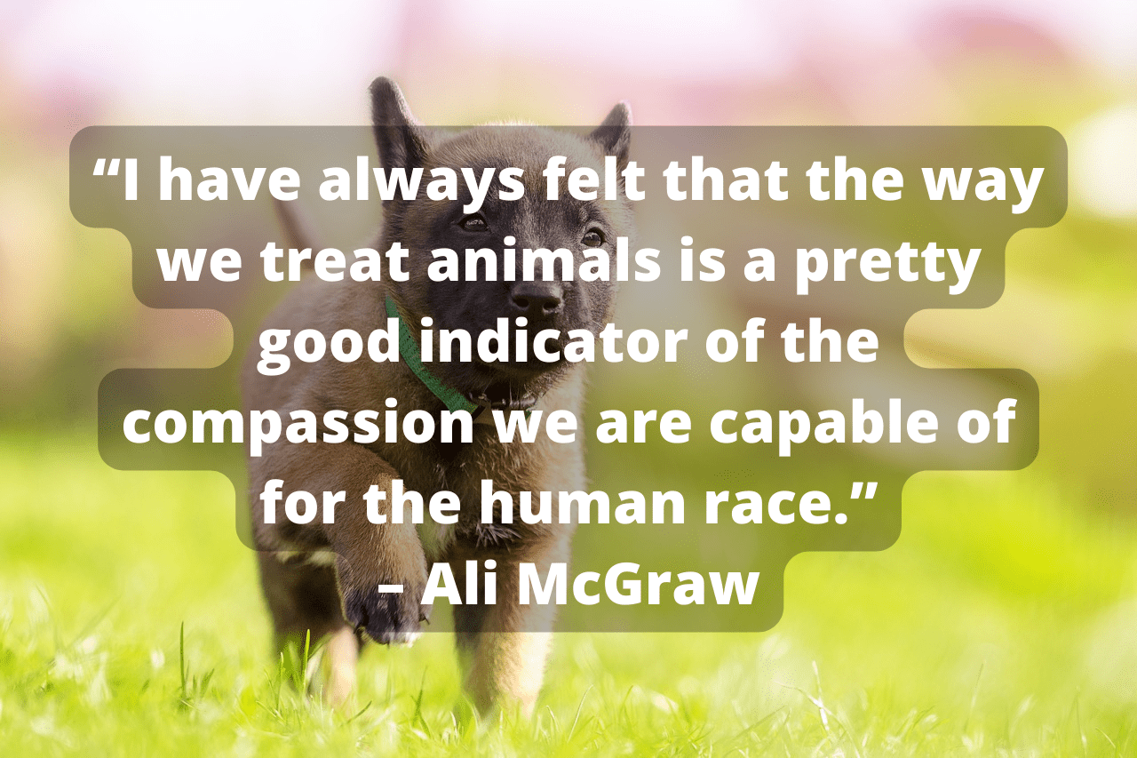 10 Quotes To Stop Animal Cruelty | Animal Car Donation