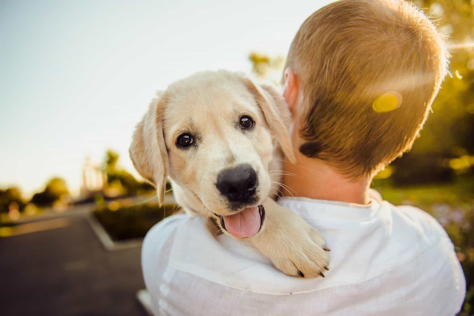 25 Animal Abuse Facts Animal Car Donation 25-animal-abuse-facts-animal-car-donation