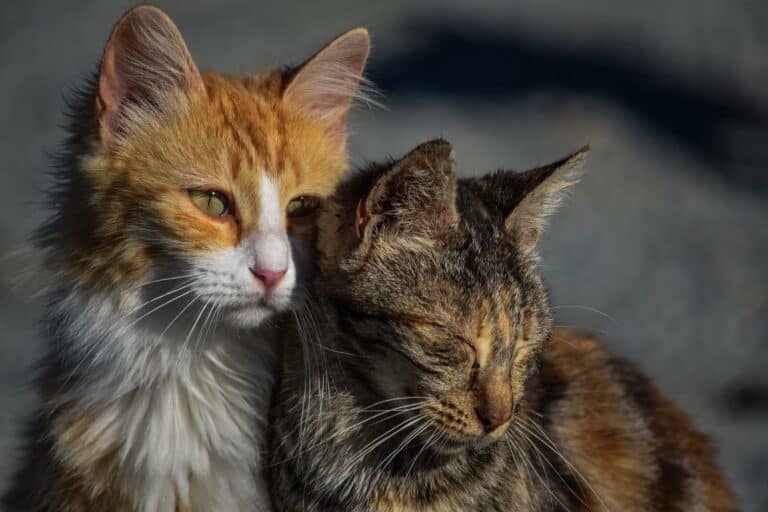 25 Animal Abuse Facts Animal Car Donation 25-animal-abuse-facts-animal-car-donation