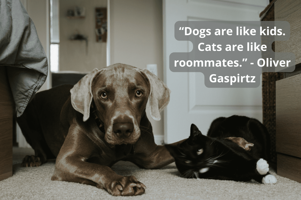 10 Quotes To Sum Up Cat And Dog Friendship | Animal Car Donation