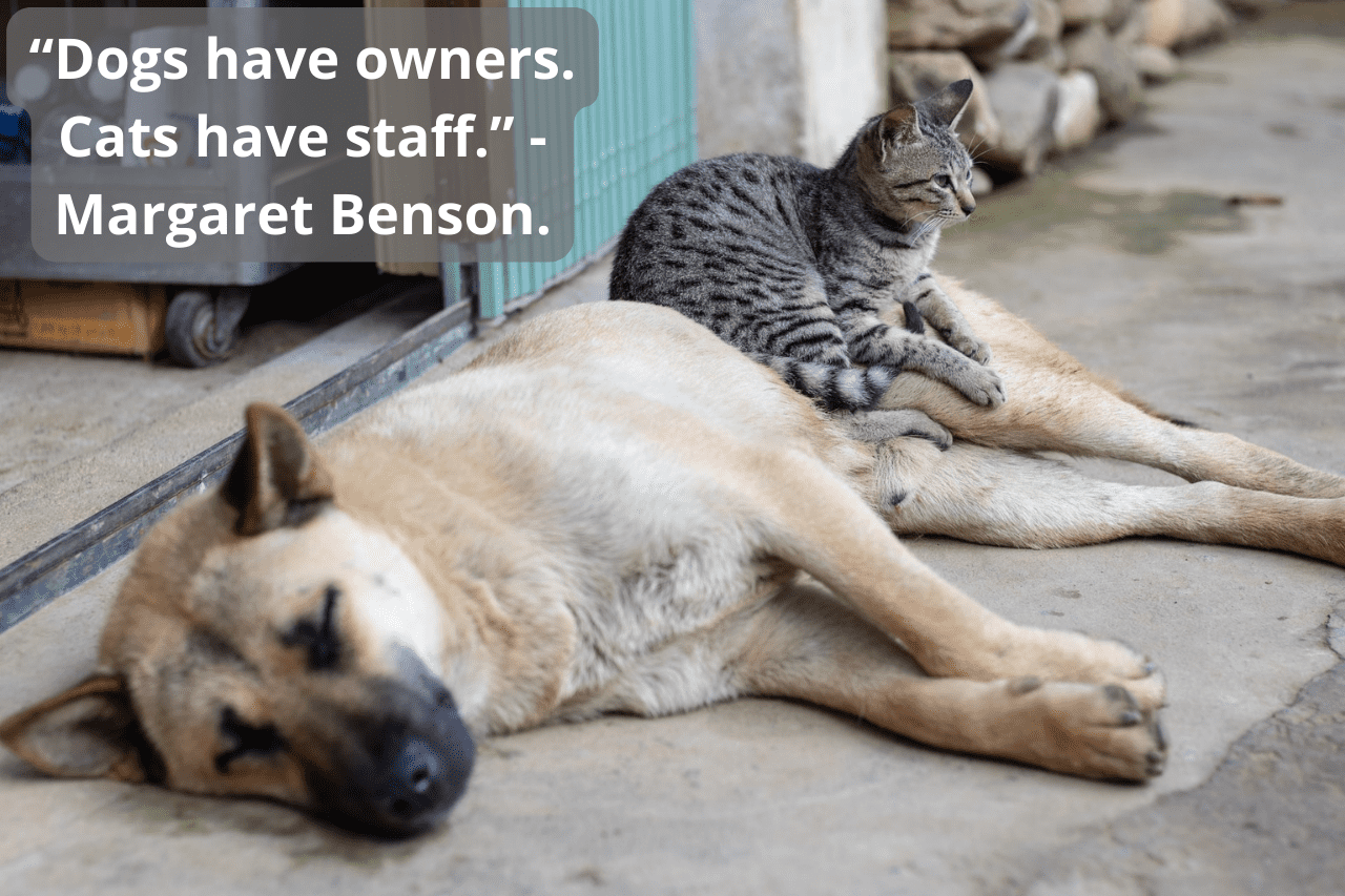 10 Quotes To Sum Up Cat And Dog Friendship | Animal Car Donation
