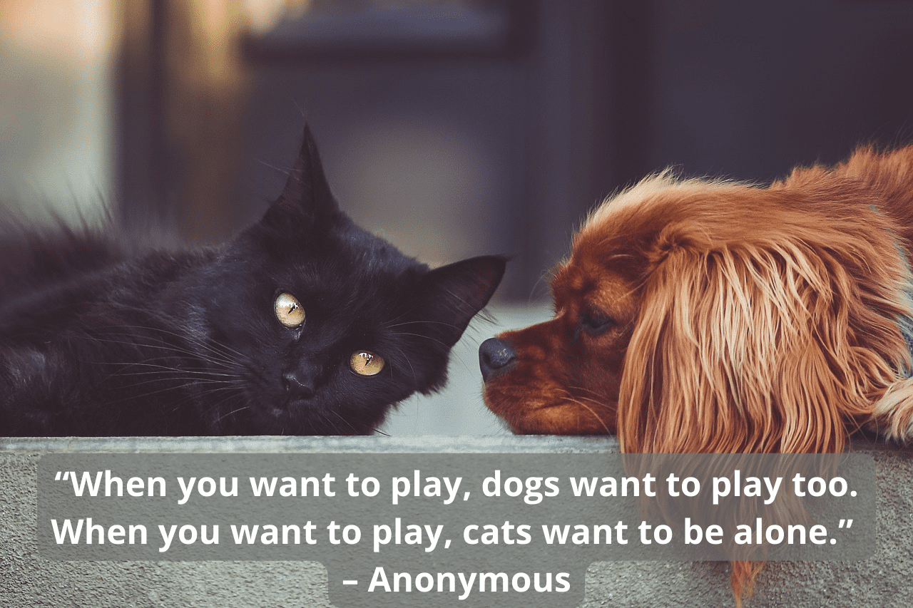 10 Quotes To Sum Up Cat And Dog Friendship | Animal Car Donation