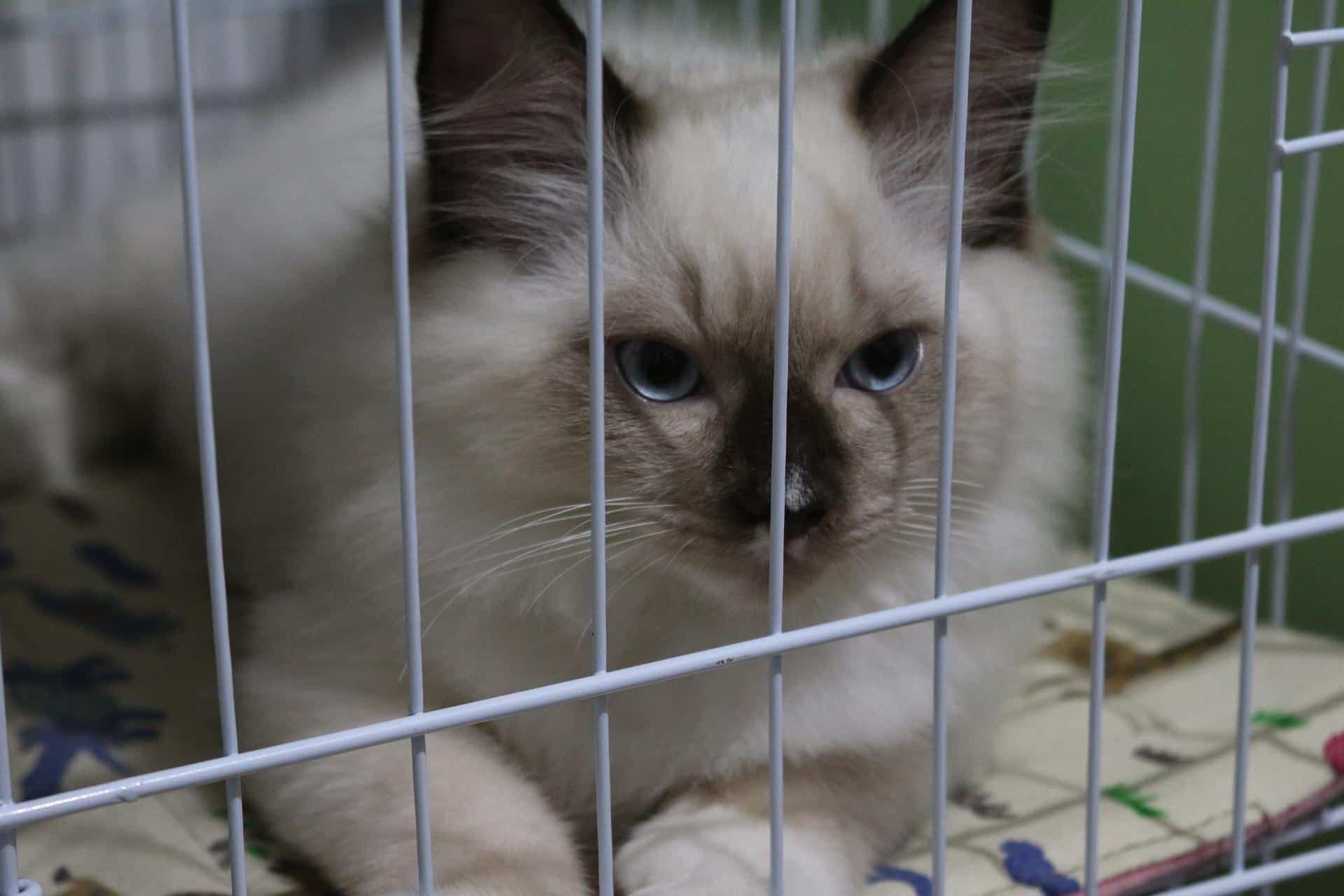 Des Moines Car Donation Program Benefiting Animal Rescues