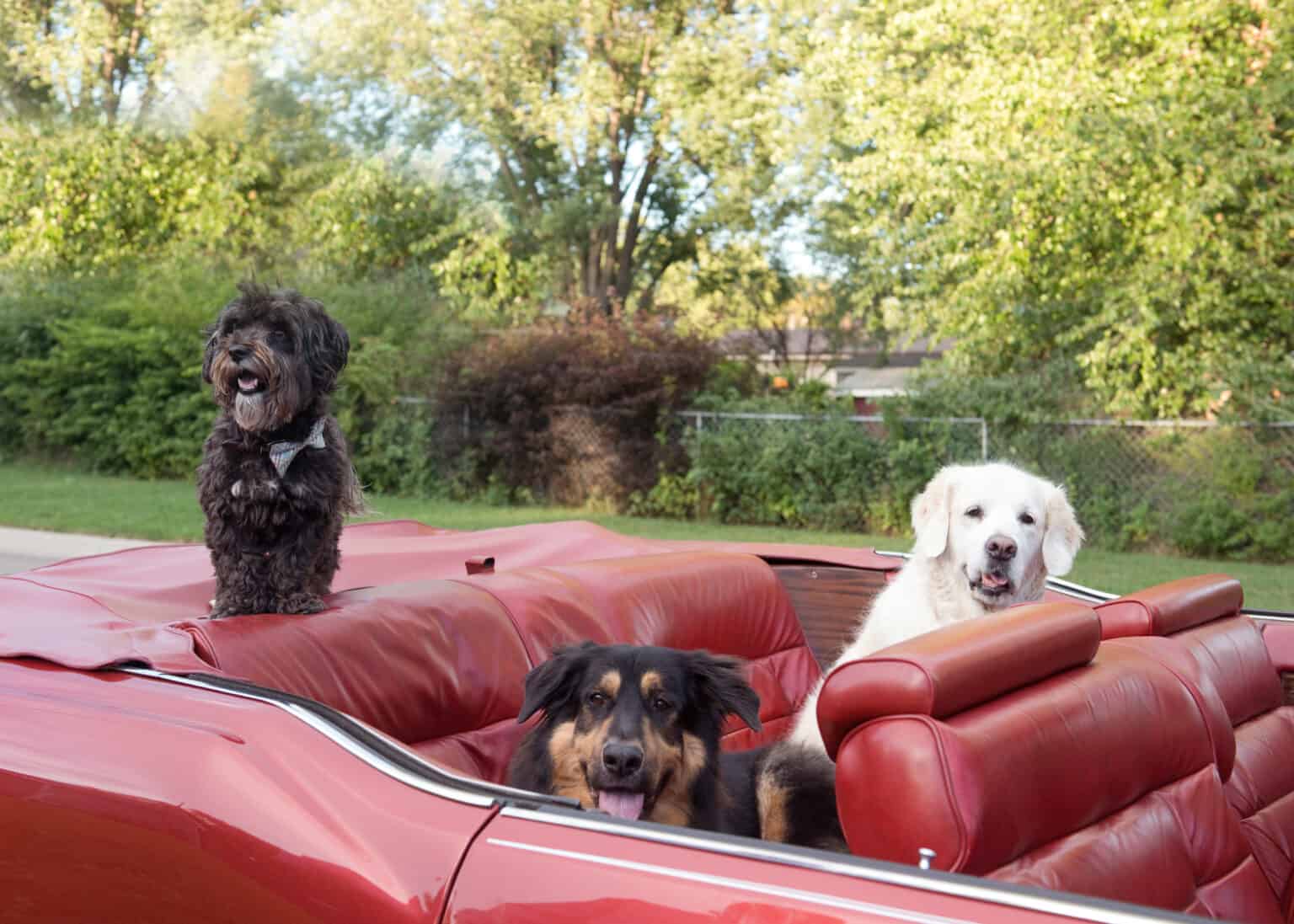 The Most Pet Friendly Car Rental Companies