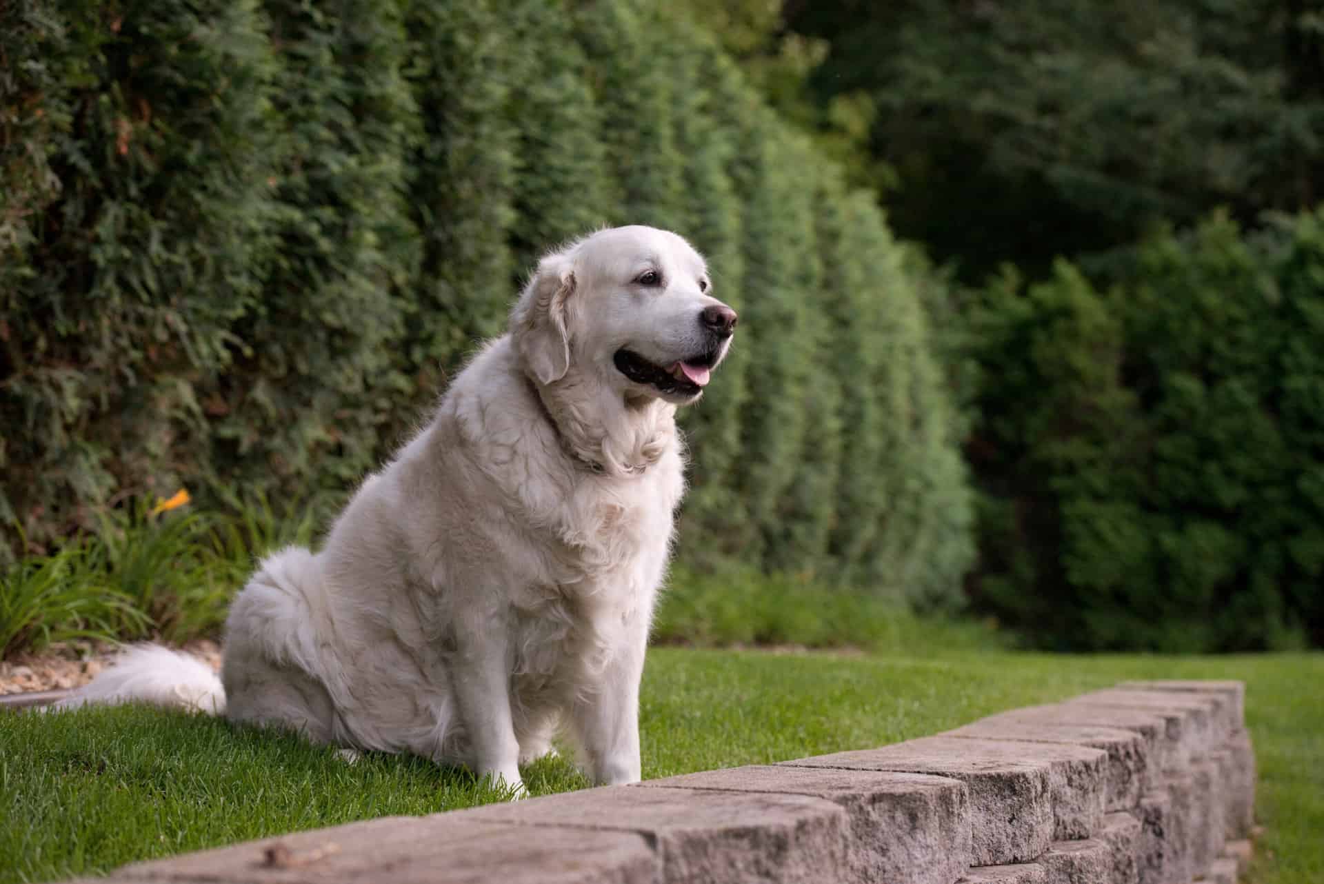 10 Ways To Celebrate Pet Appreciation Week