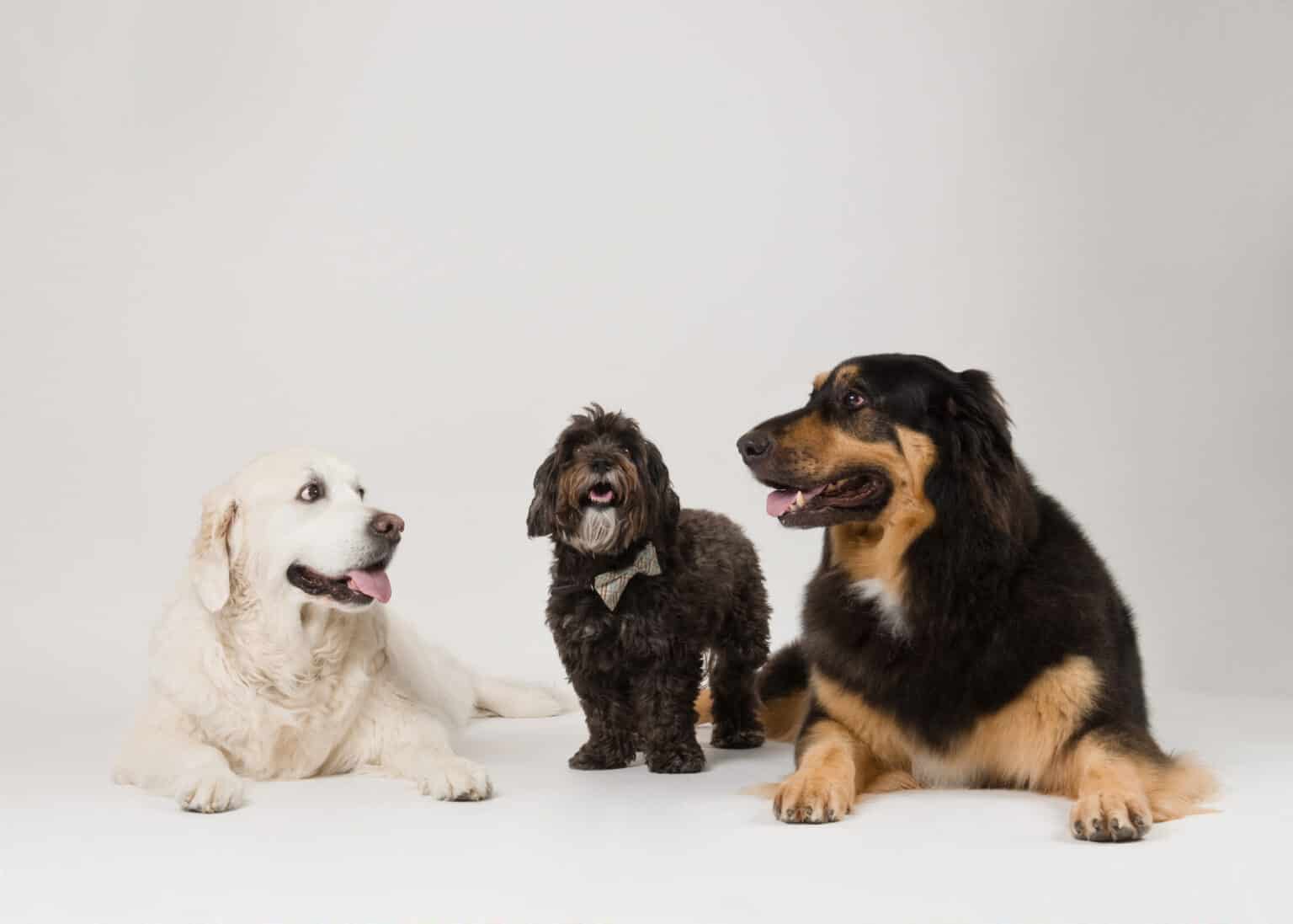 Dog Seat Belt Laws By State - Animal Car Donation