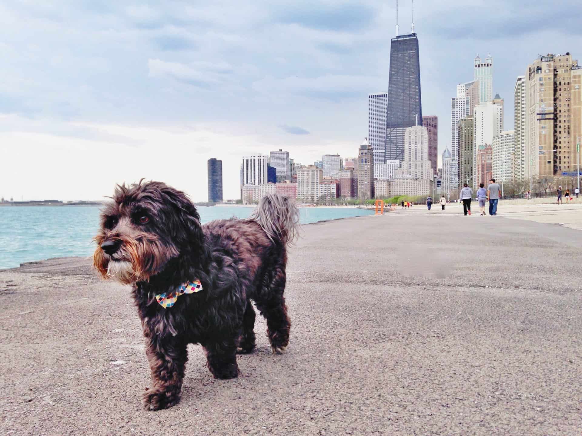 Dog Seat Belt Laws By State - Animal Car Donation