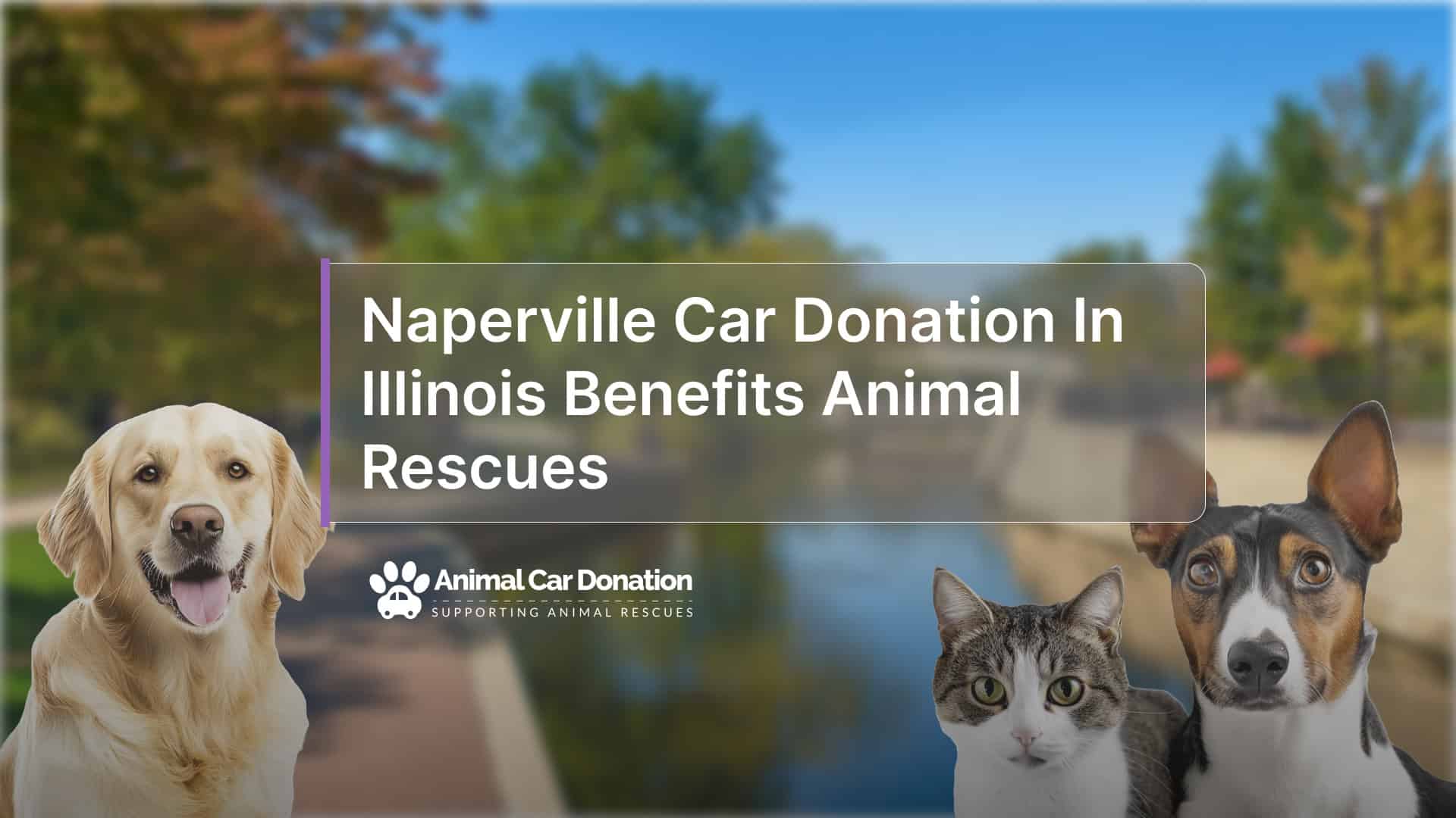Naperville Car Donation In Illinois Benefits Animal Rescues