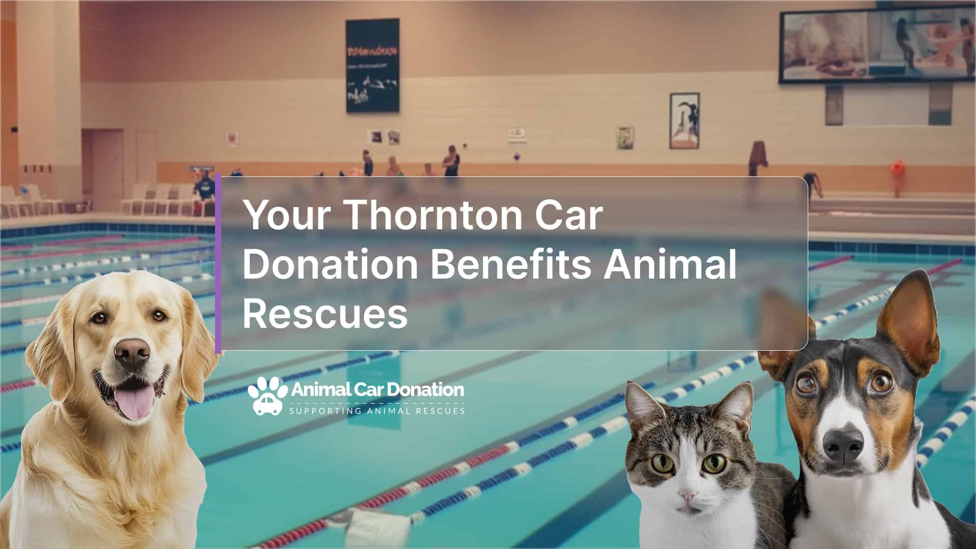 Thornton Car Donation In Colorado Funds Animal Rescues