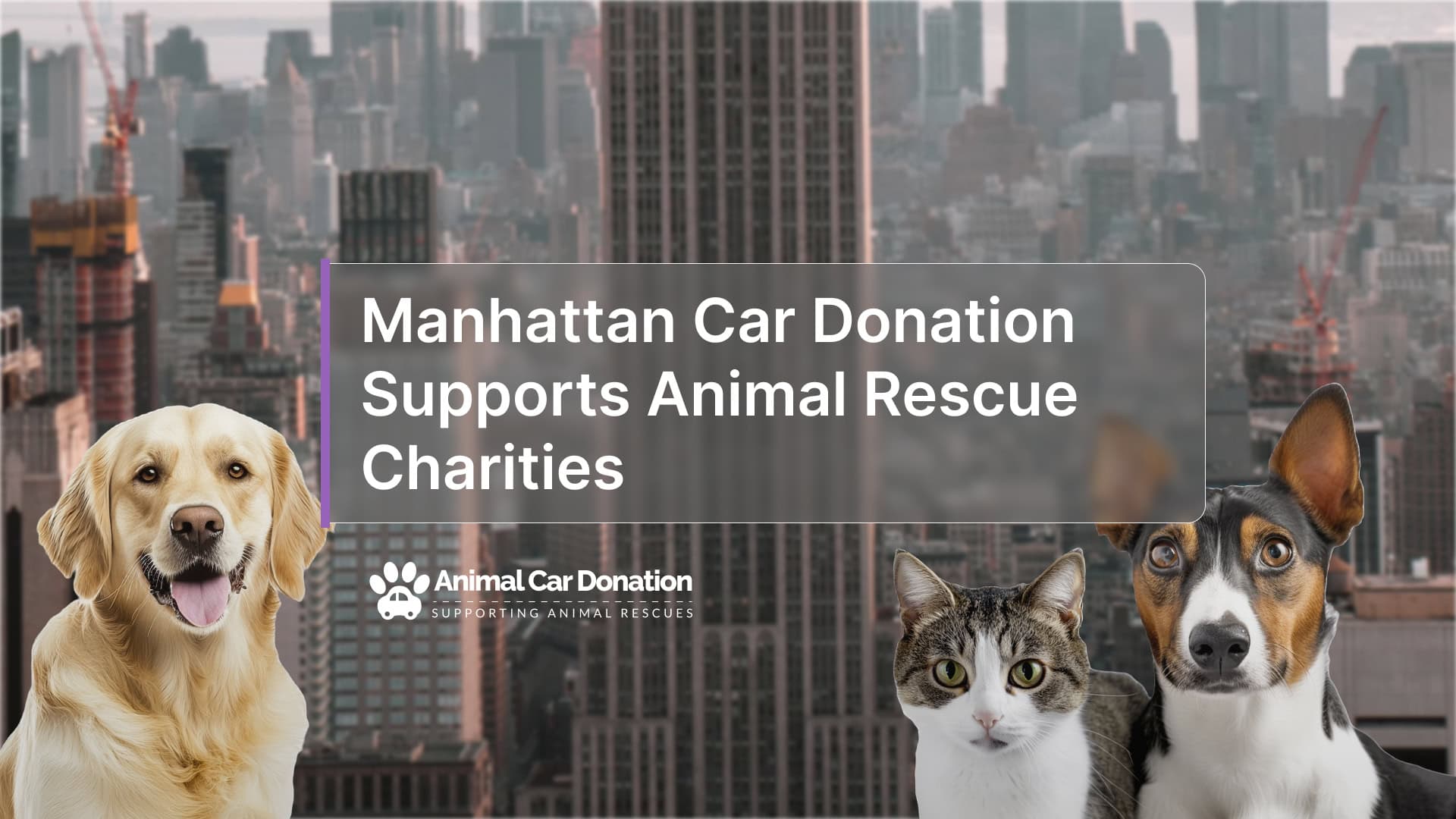 Manhattan Car Donation Supports Animal Rescue Charities