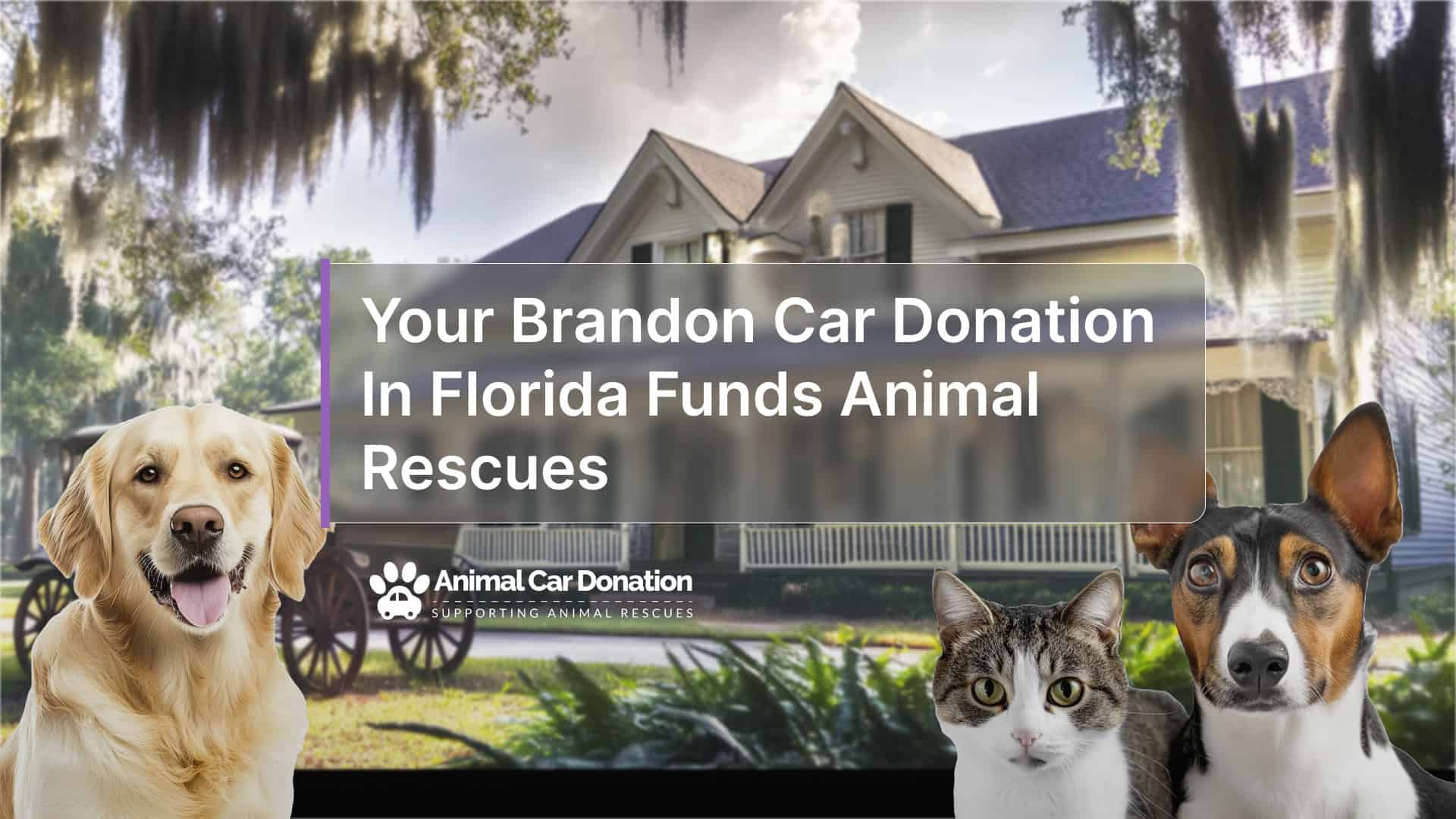 Your Brandon Car Donation In Florida Funds Animal Rescues