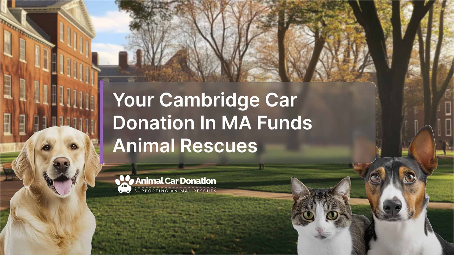 Your Cambridge Car Donation In MA Funds Animal Rescues