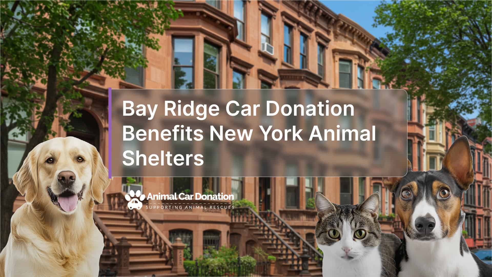 Bay Ridge Car Donation Benefits New York Animal Shelters