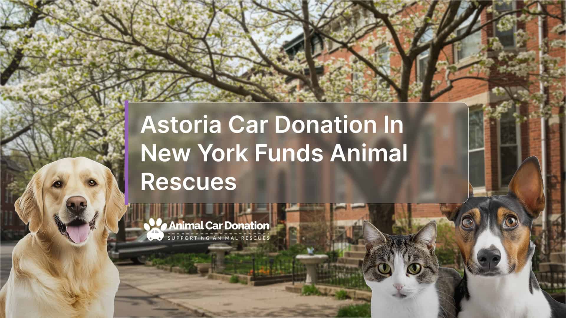 Astoria Car Donation In New York Supports Animal Rescues