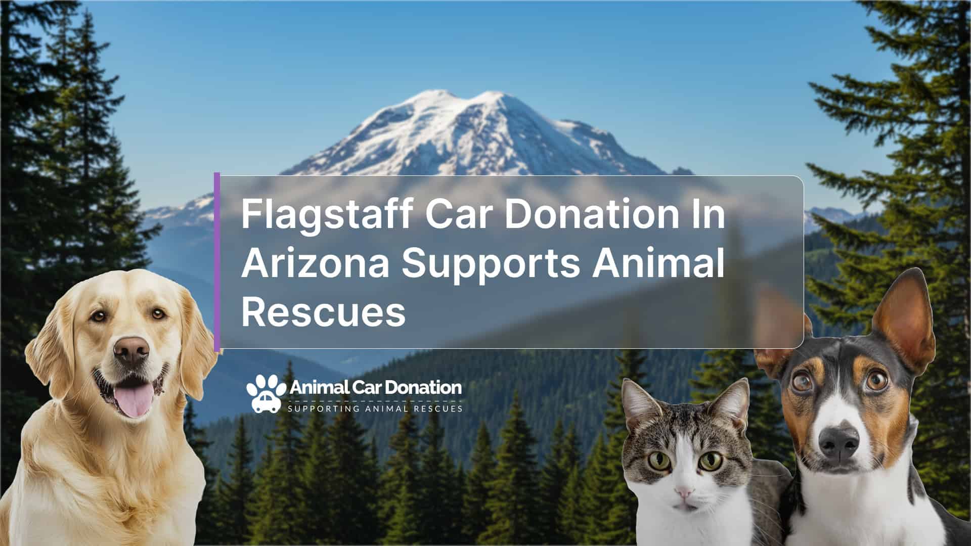 Flagstaff Car Donation In Arizona Supports Animal Rescues