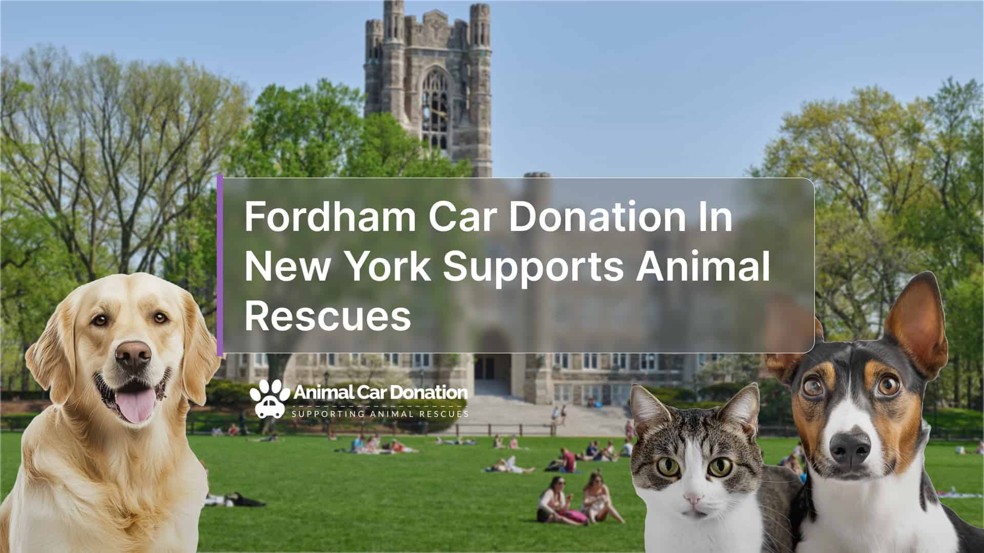Fordham Car Donation In New York Supports Animal Rescues