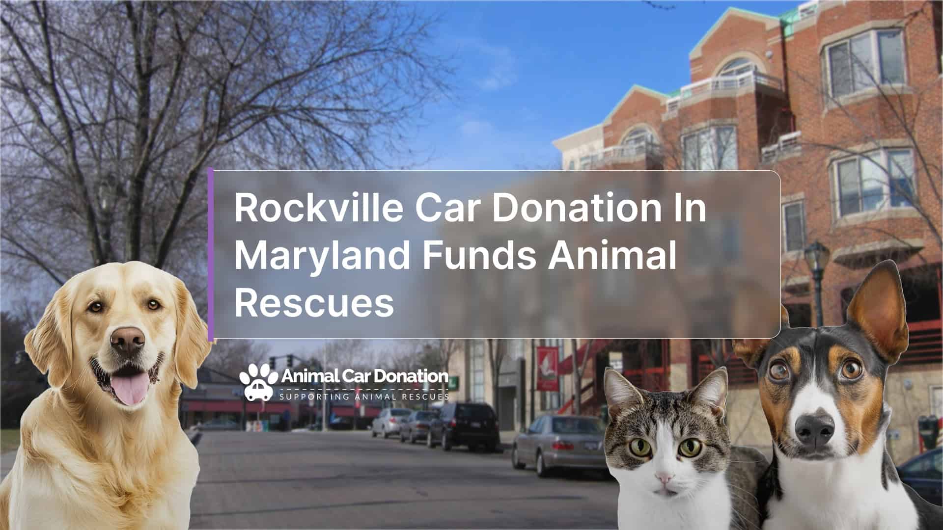 Rockville Car Donation In Maryland Supports Animal Rescues