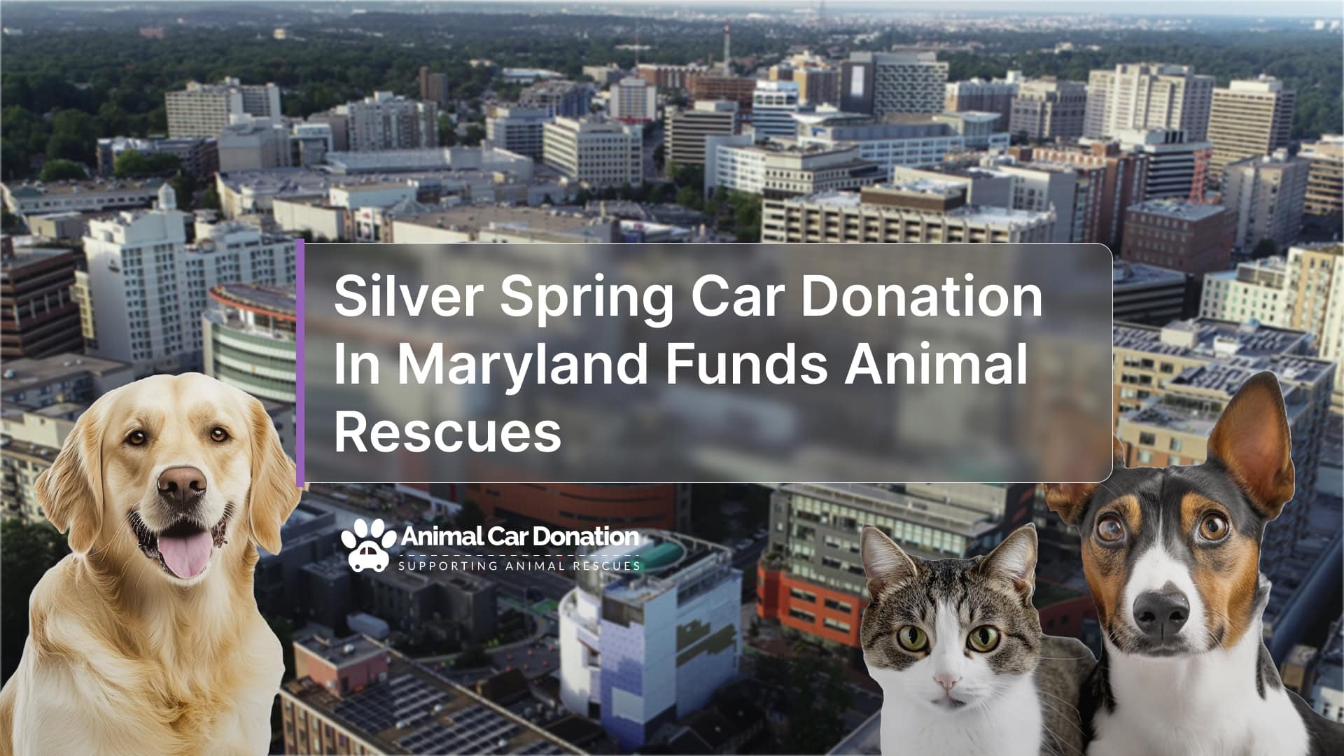 Silver Spring Car Donation In Maryland Funds Animal Rescues