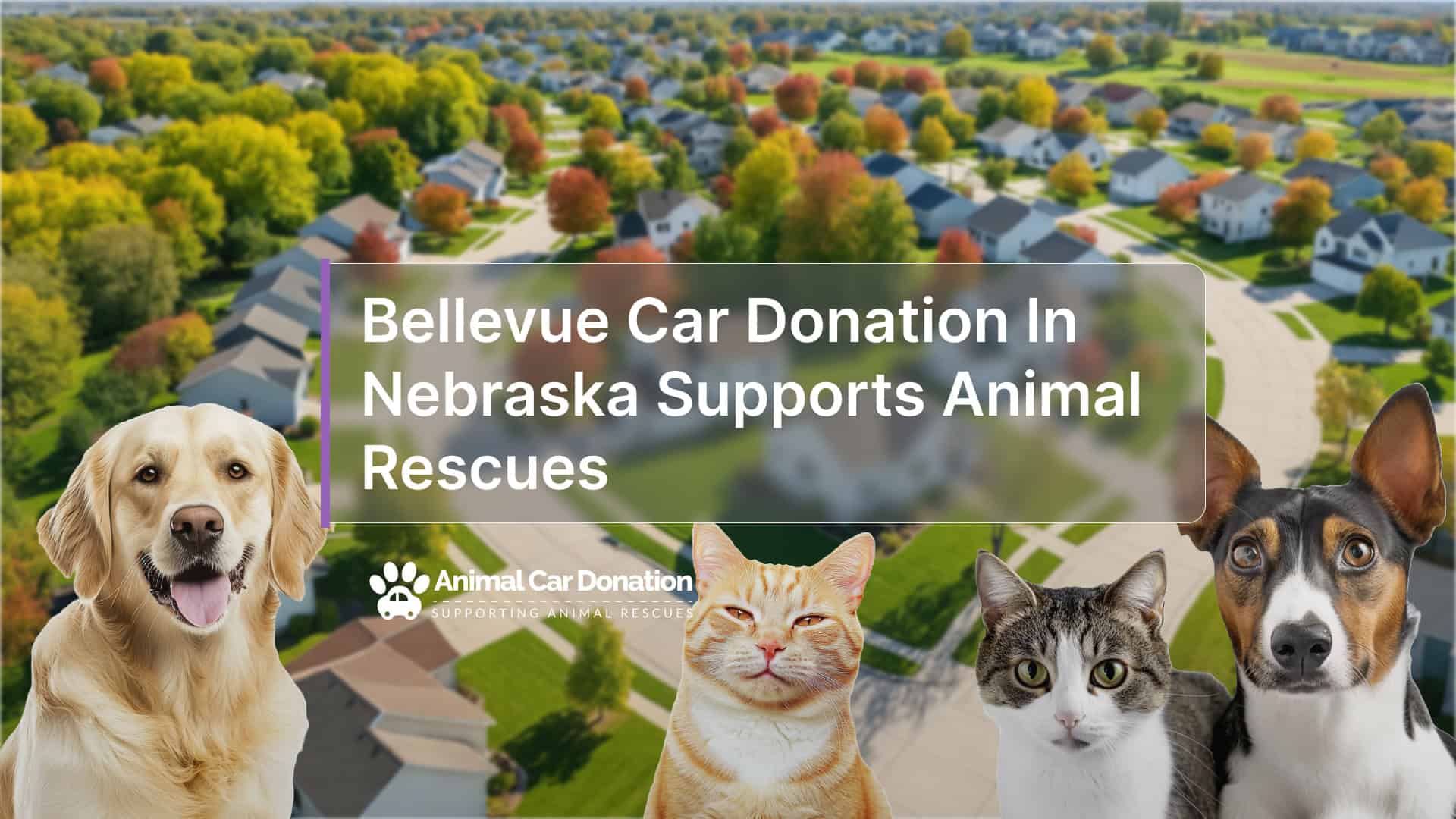 Bellevue Car Donation In Nebraska Supports Animal Rescues