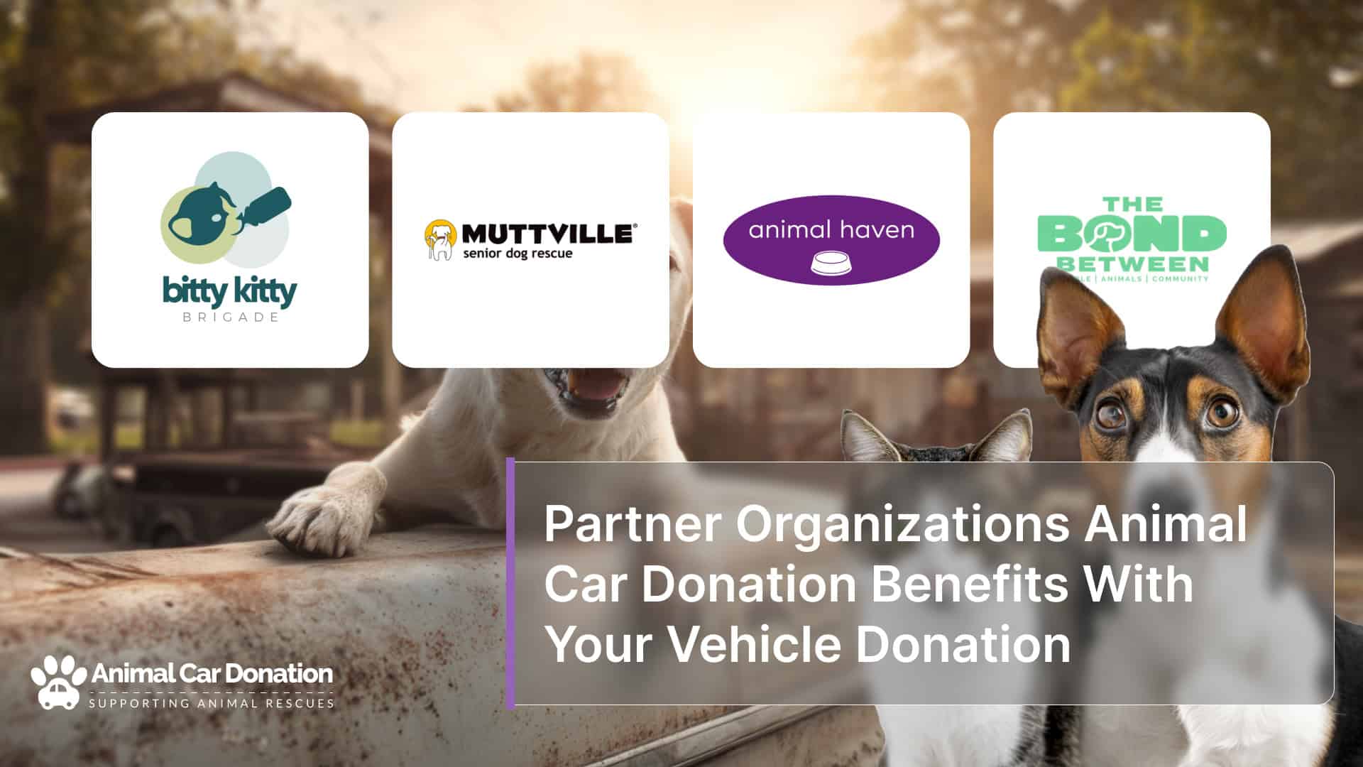 Partner Charity Organizations Animal Car Donation Benefits