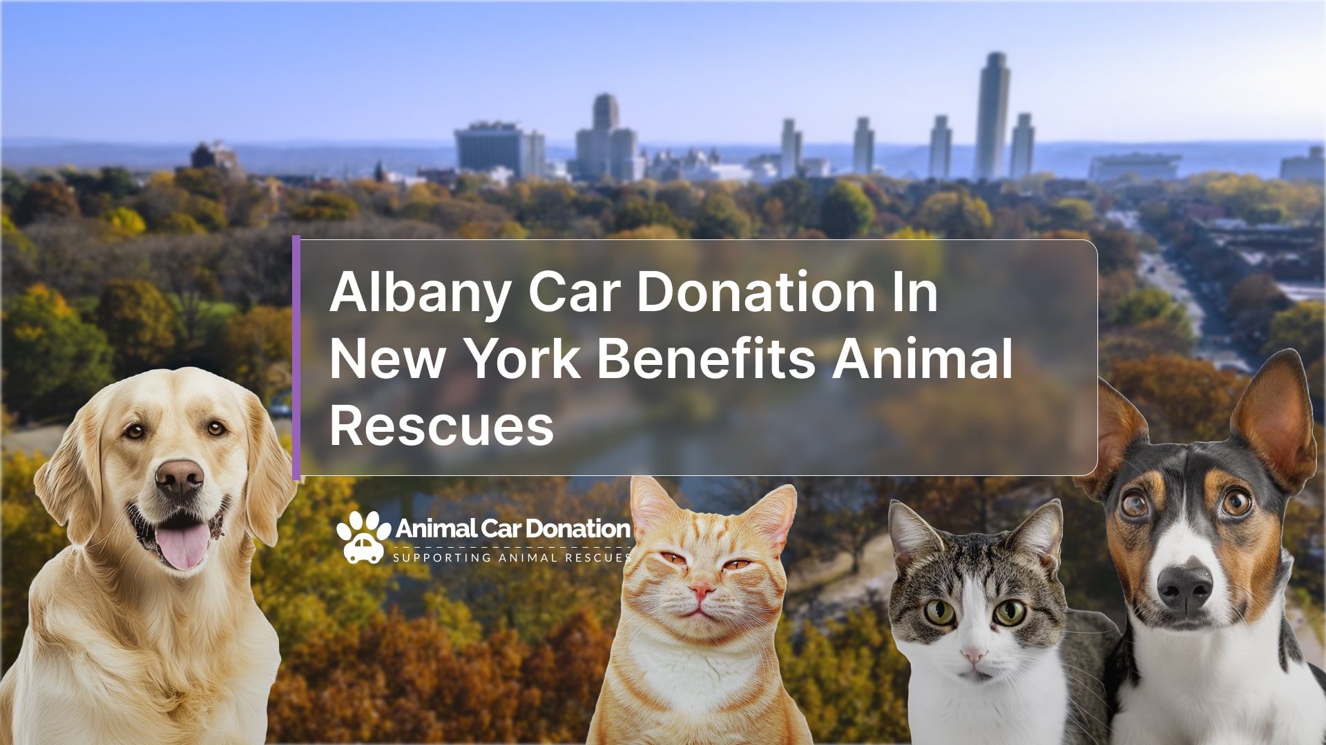 Albany Car Donation In New York Benefits Animal Rescues