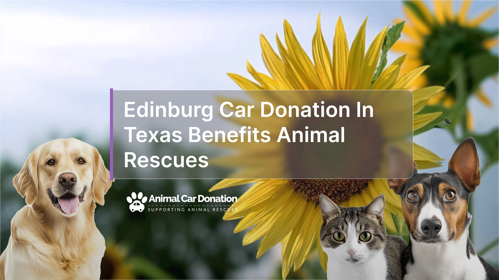 Edinburg Car Donation In Texas Supports Animal Rescues